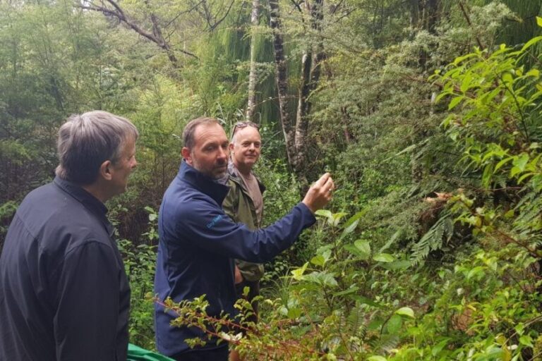 Auckland City, Beaches & Rainforest Premium Small Group Tour - Exploring Auckland’s Natural Side