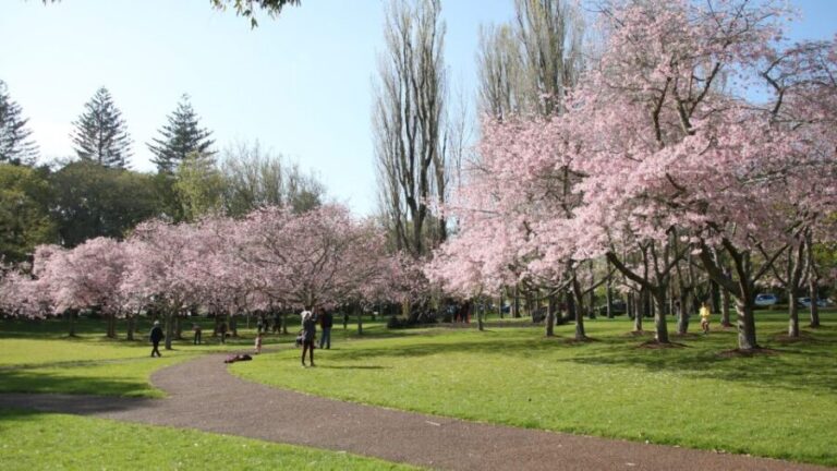 Auckland: Full-Day City Tour - Final Thoughts: Is This Tour Right for You?