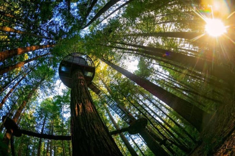 Auckland: Rotorua Highlights w Redwoods Treewalk & Hot Tubs - Rotorua City Highlights: A Guided Driving Tour