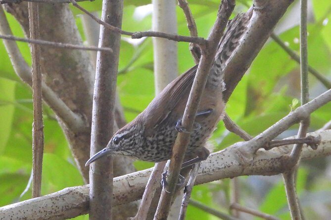 Birds of the Mayan World 3