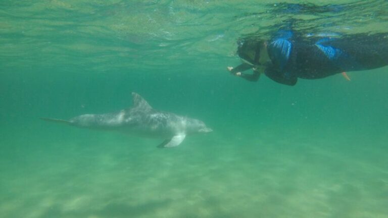 Bunbury: Swim with Dolphins Tour - Who Is This Tour Best For?