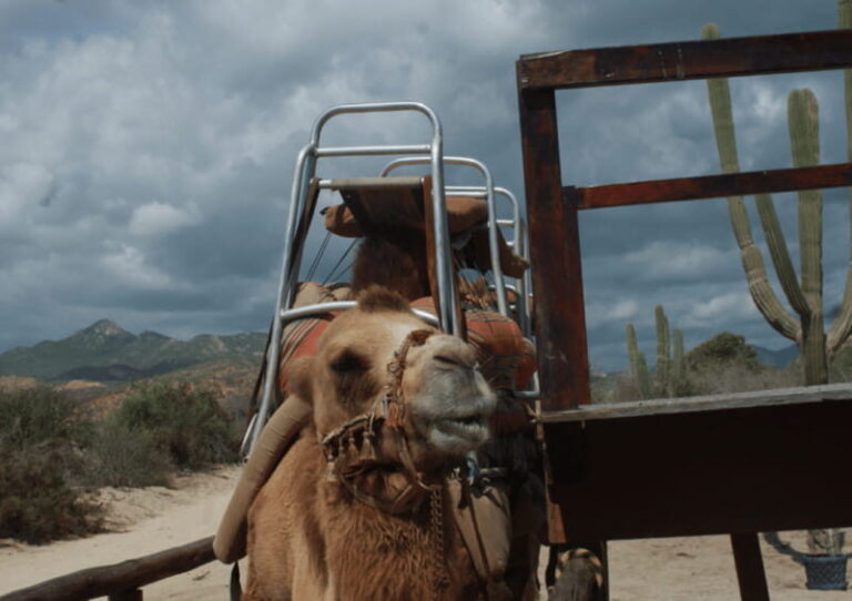 Cabo San Lucas: Amazing Camel Adventure on the Beach - The Cultural Flavor: Damiana Liquor Tasting