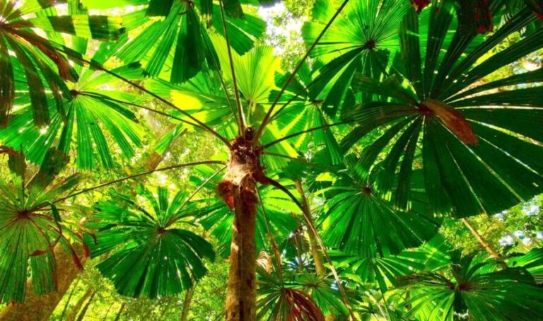 Cairns: Daintree, Mossman Gorge, & Cape Tribulation Day Trip - The Transport and Group Experience