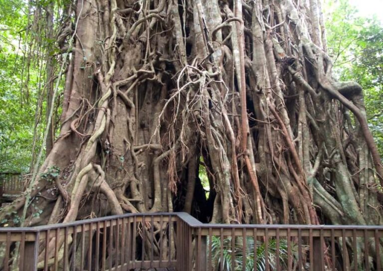 Cairns: Forest and Waterfalls Half-Day 4WD Guided Adventure - What It Means for You