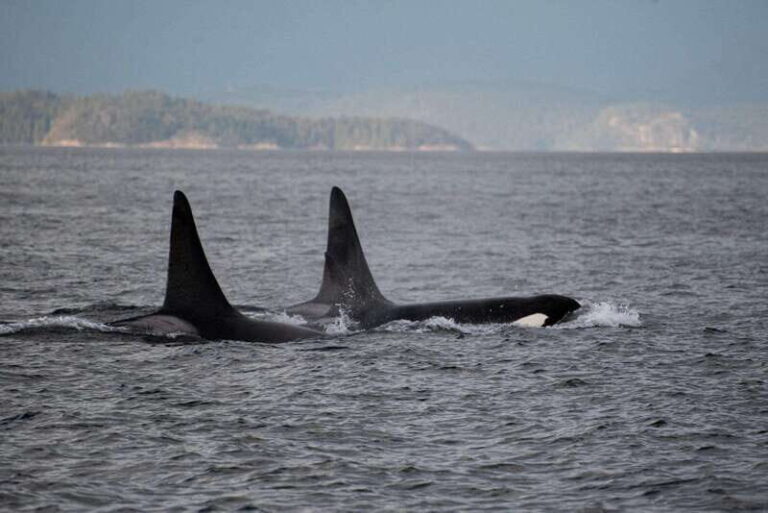 Campbell River: 6-Hour Whale Watching Boat Tour - FAQ