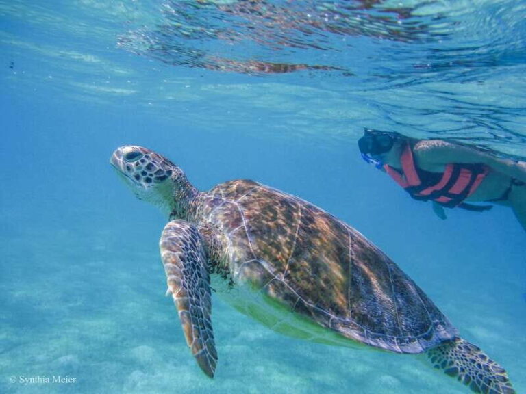 Cancun: Marine Turtle Observation in Akumal - Who Should Consider This Tour?
