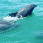 Catamaran Dolphin Cruise in Myrtle Beach with Barrier Island Stop - An In-Depth Look at the Experience