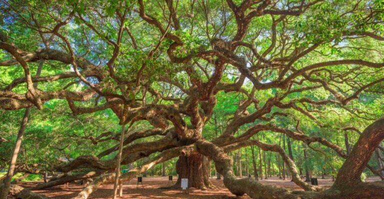 Charleston: Wadmalaw Island Wine Tasting and Tea Garden Trip - Who Guides the Tour?