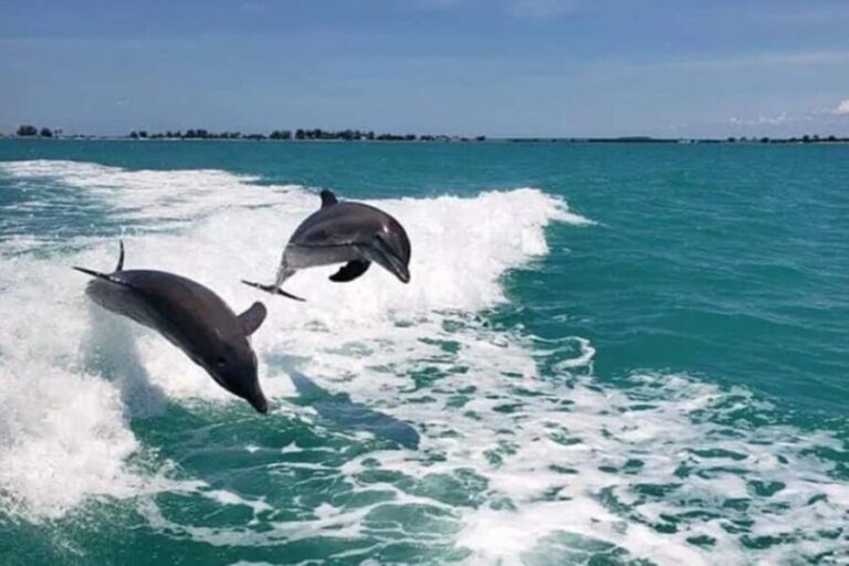 Clearwater Beach: Dolphin Excursion - Flippers Fun Boat - What To Expect