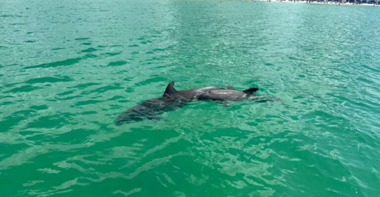 Clearwater Beach: Dolphin & Island Sandbar Cruise - The Authentic Experiences from Travelers