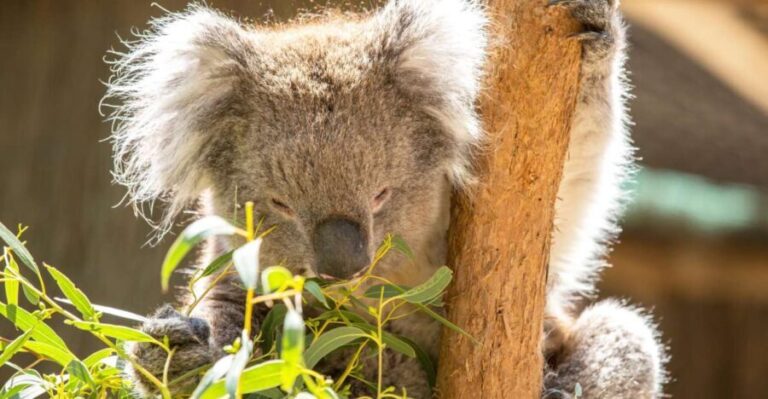 Cleland Wildlife Park Experience with Mount Lofty Summit - Transportation, Duration, and Group Experience