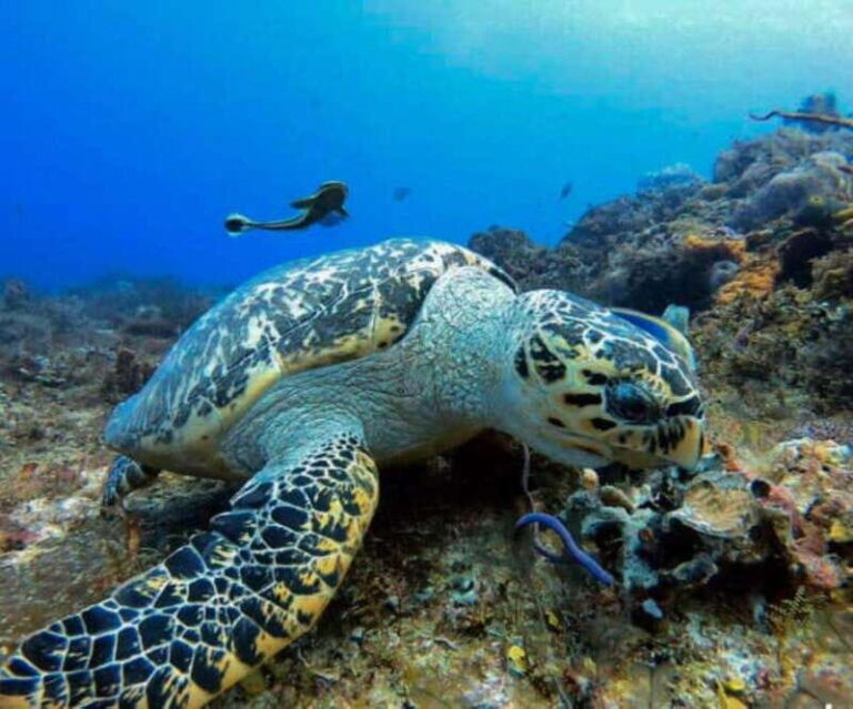 Cozumel: Discover Scuba Diving - Key Points