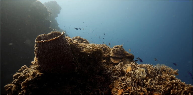 Cozumel: Ocean Dive - An Overview of What to Expect