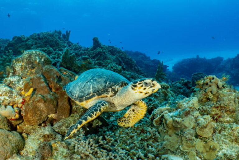 Cozumel: Open Water PADI Diver Course - The Itinerary Breakdown