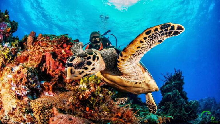Cozumel: South Marine Park & Cozumel Reef Scuba Diving Tour - The Experience at a Glance: Why It Stands Out