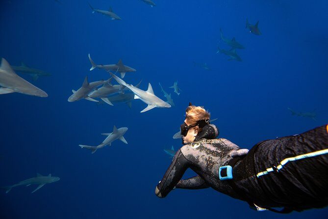 Dive with Sharks in Hawaii: Shark Tour from Haleiwa - Authentic Experiences from Participants