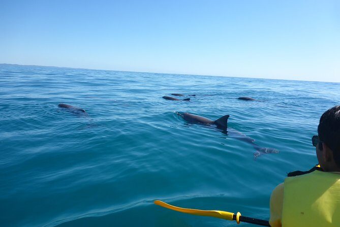 Epic Kayak With Dolphins & Wildlife - 4WD Beach Adventure Noosa - Kayaking & Marine Life Encounters