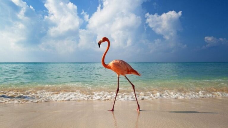 Exclusive Holbox: Yalahau, Punta Mosquito and Isla Pasion - What’s Included and What’s Not