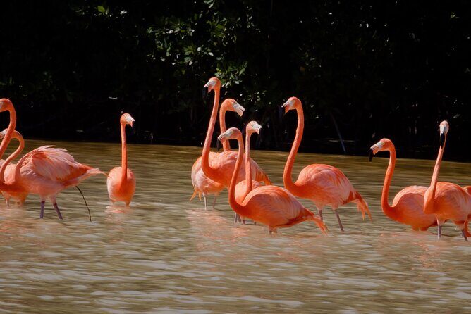 Excursion to Celestun Biosphere and Beach Day from Merida - Authentic Experiences Shared by Travelers
