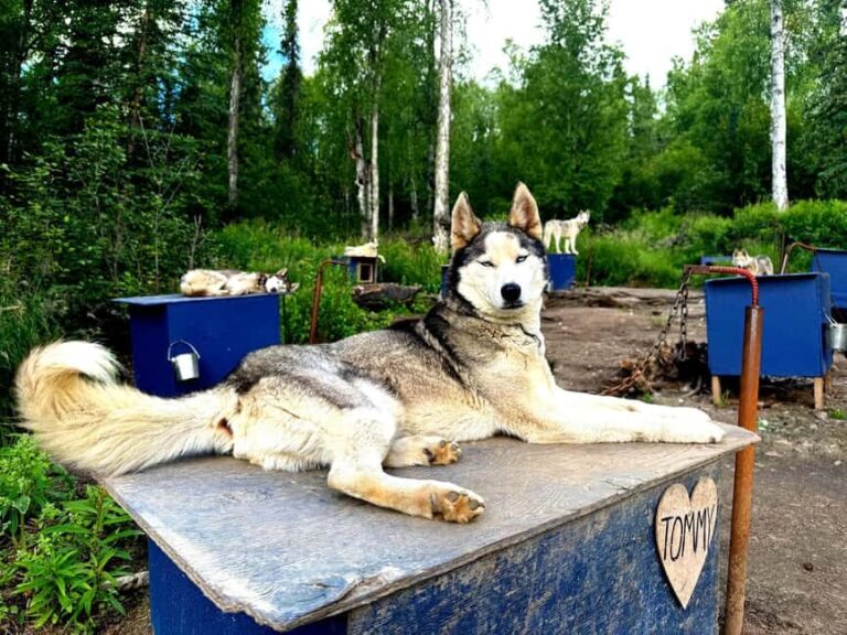 Fairbanks: Husky Hiking Tour - The Value and Practical Aspects