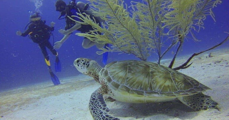 From Cancun: Chac Mool Cenote Diving Experience - What to Expect from the Itinerary