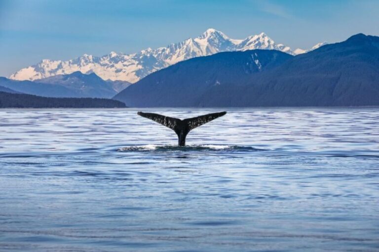 From Christchurch: Kaikura Day Tour With Whale Watching - Key Points