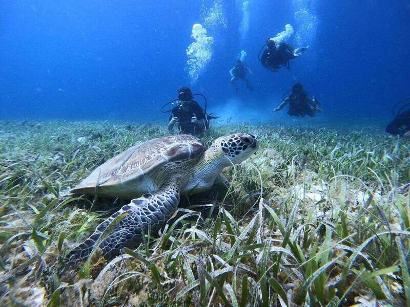 From Cozumel: Chankanaab Cozumel Scuba Diving - The Dive Itinerary in Detail