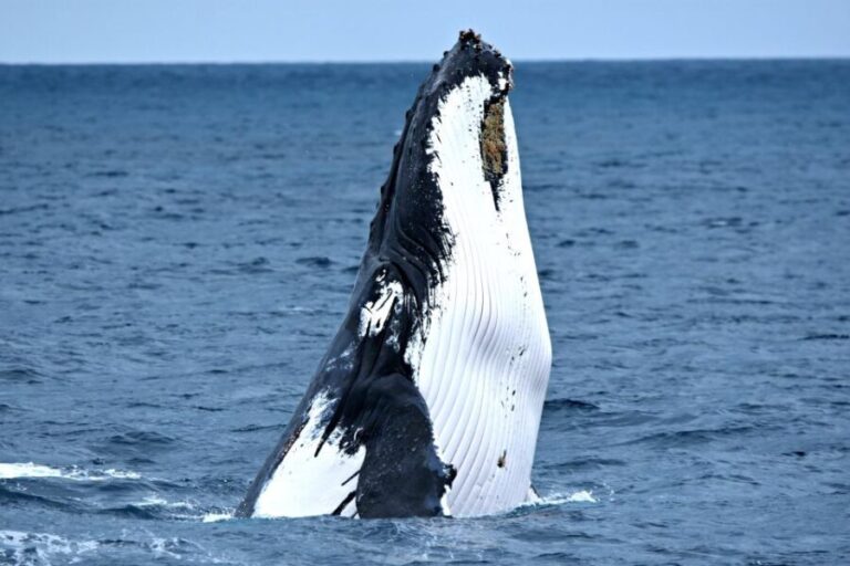 From Fremantle: 2-Hour Luxury Whale-Watching Cruise - The Itinerary and What to Expect