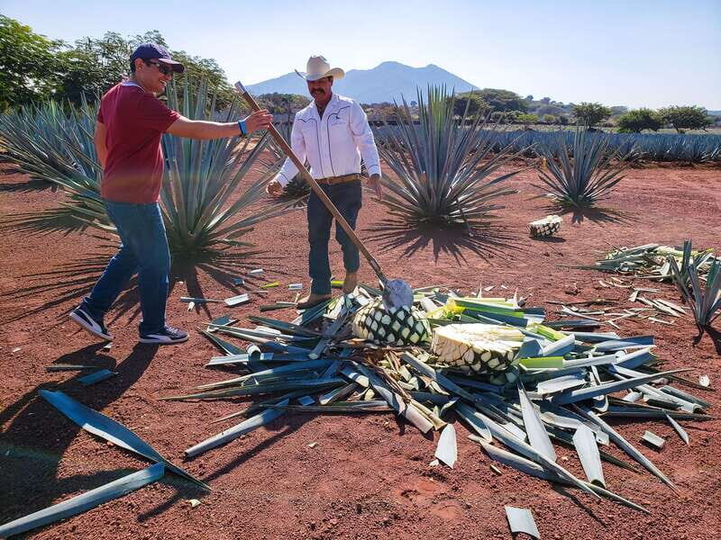 From Guadalajara: Town of Tequila & Jose Cuervo Factory Tour - What Makes This Tour Stand Out