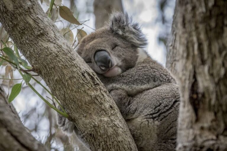 From Melbourne: Great Ocean Road & Wildlife Sightseeing Tour - The Practical Aspects & Value
