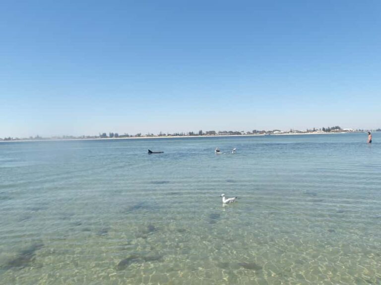 From Perth: Rockingham Seal & Penguin Islands Sea Kayak Tour - The Benefits of Guided Wildlife Tours