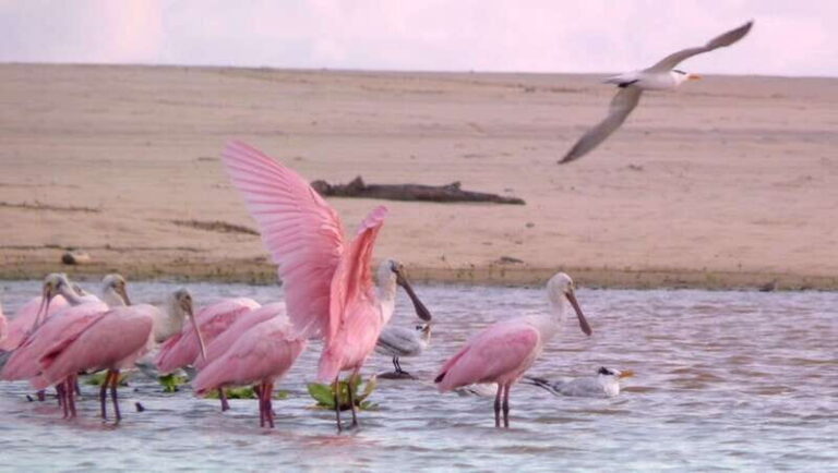 From Puerto Escondido: Birdwatching on a Boat - Practical tips for participants