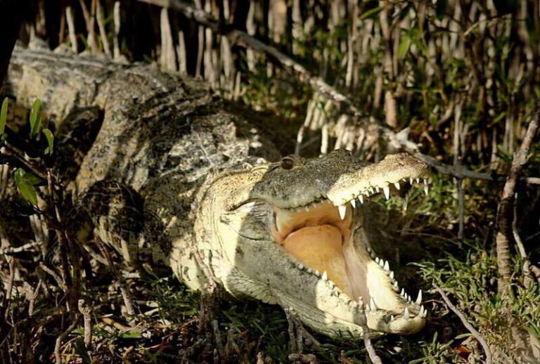 From Riviera Maya: Sian Ka'an Half Day Tour w/ Lunch - Exploring Boca Paila lagoon and wildlife spotting