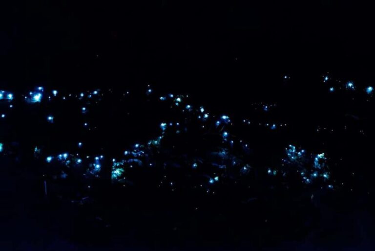 Gold Coast: Evening Rainforest and Glow Worm Experience - The Weather and Atmosphere
