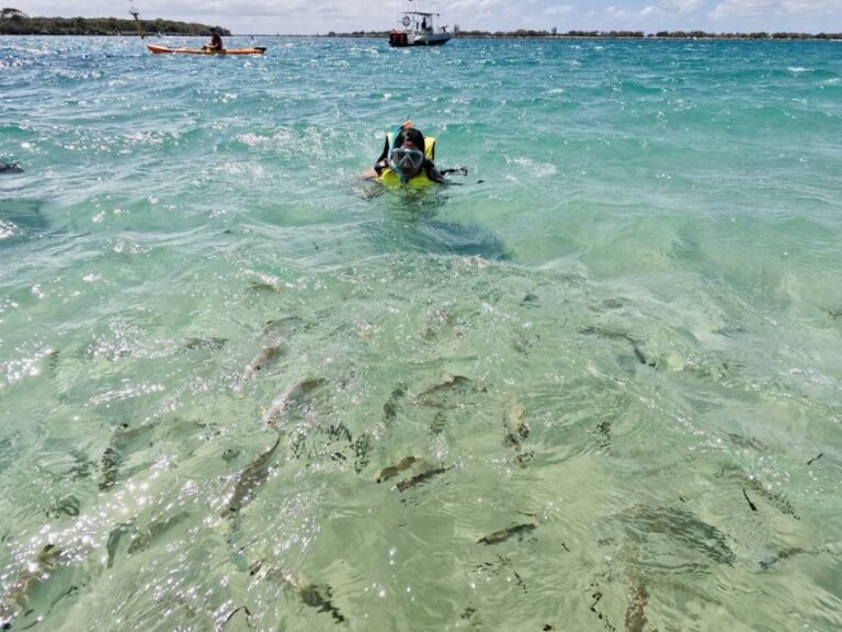 Gold Coast: Kayaking and Snorkeling Guided Tour - A Closer Look at the Experience