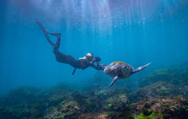 Gold Coast: Snorkeling with Turtles Half-Day Tour - The Value and Practicalities