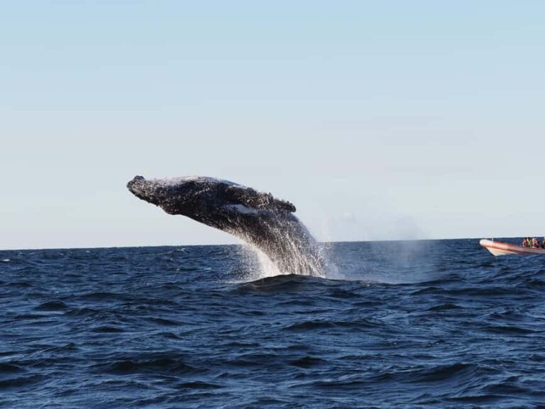 Gold Coast: Whale Watching - FAQ