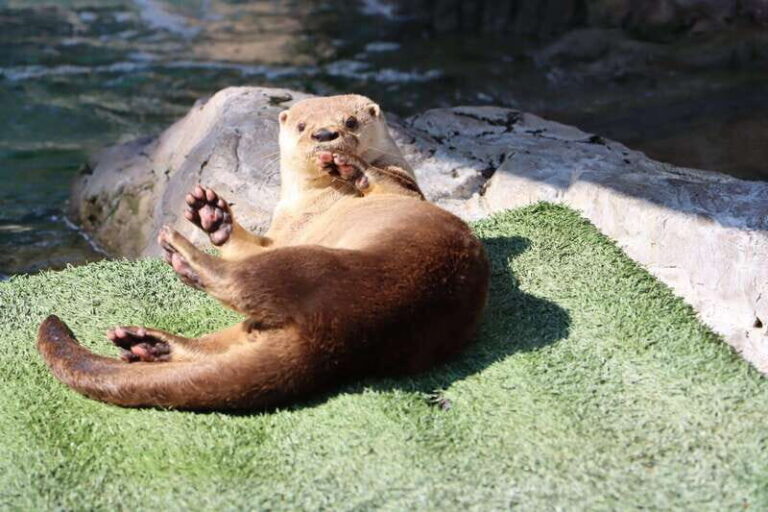 Guadalajara: ticket to Michin Aquarium - Breaking Down the Pavilions: What Makes Each Special