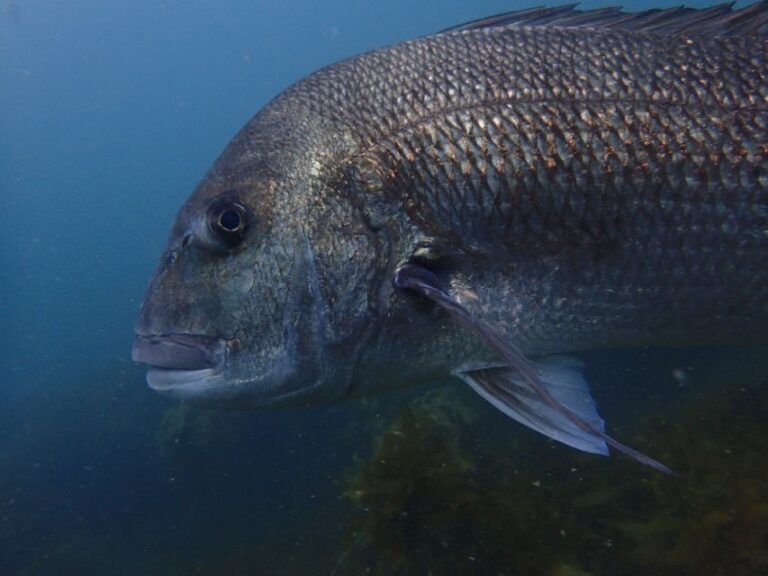 Guided Shore Dive Tour for Certified Diver - Why This Tour Offers Great Value