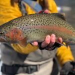 Half Day Walk and Wade Fly Fishing Trip - Key Points