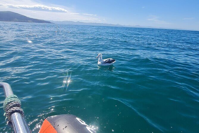 Harbour, Albatross and Wildlife Cruise on Otago Harbour - Wildlife Encounters: Beyond the Albatross