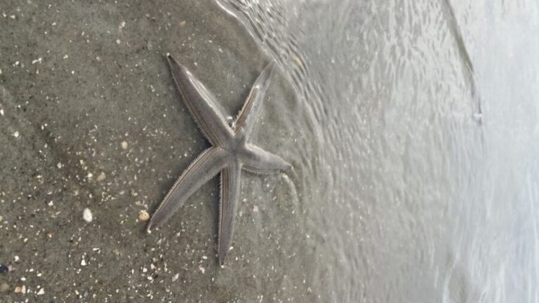 Hilton Head Island: Disappearing Island and Dolphin Tour - Value and Practicalities