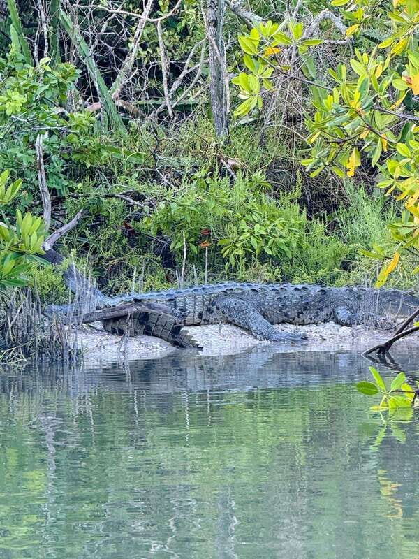 Holbox: Sunrise & Mangrove Kayak Tour - Transport, Timing, and Group Size