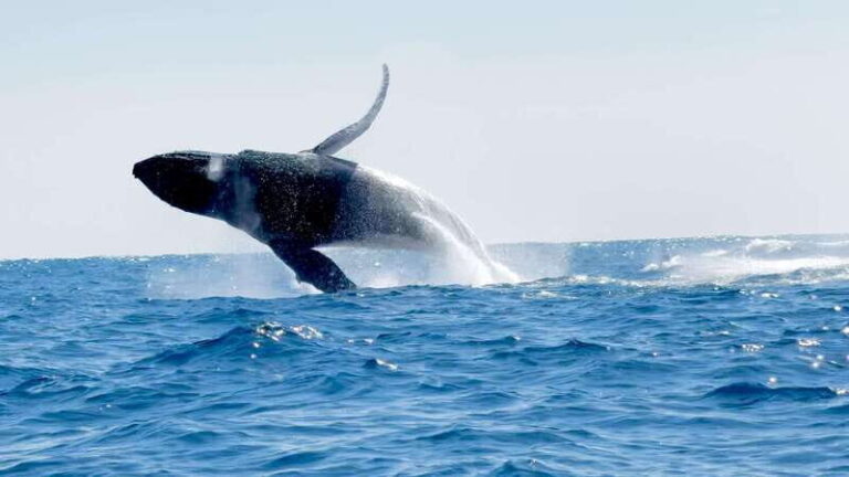 Huatulco: Awakening with Stars Dolphins Boat Cruise - Setting the Scene for Your Dawn Adventure