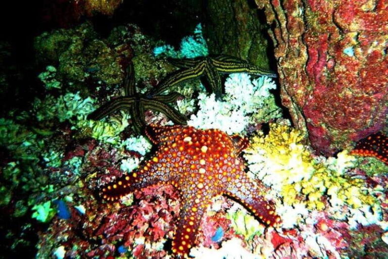 Huatulco: Premium Family Snorkeling Experience - The Itinerary: What to Expect