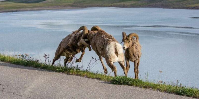 Jasper: Wildlife and Waterfalls Tour with Maligne Cruise - FAQ