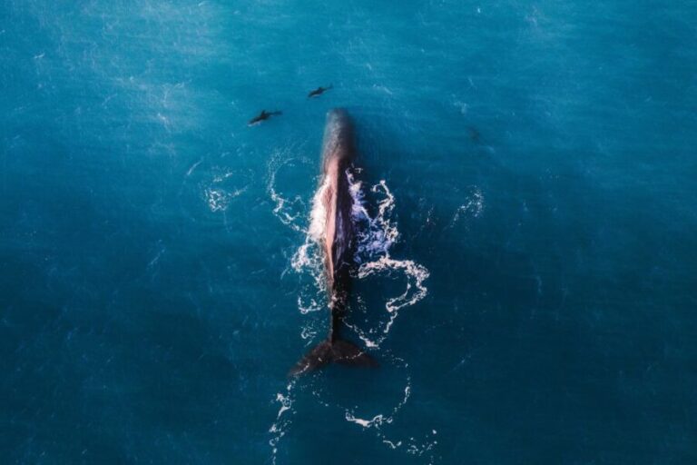 Kaikoura: Whale Watching Flight with Guided Commentary - The Pre-Flight Briefing: Educating & Entertaining