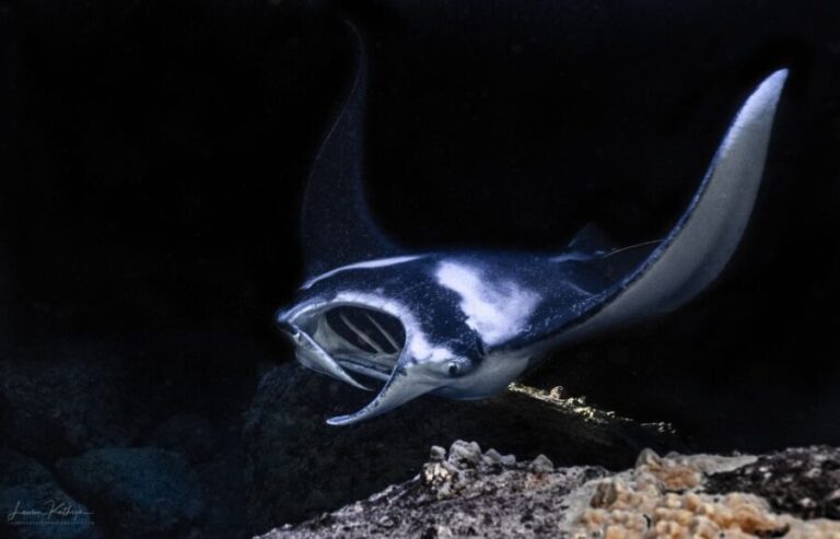 Kailua Kona: Manta Ray Night Snorkel Tour with Guide - Key Points