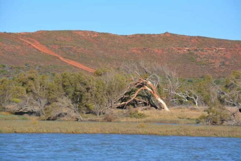 Kalbarri: Murchison River Morning Cruise - Wildlife and Nature: A Real Living Canvas