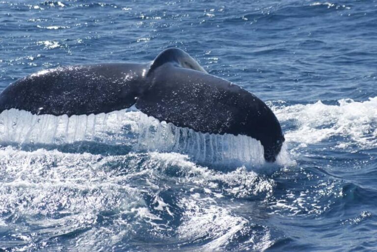 Kalbarri Whale Watching Tour - Wrapping It Up: Who Will Love This Tour?